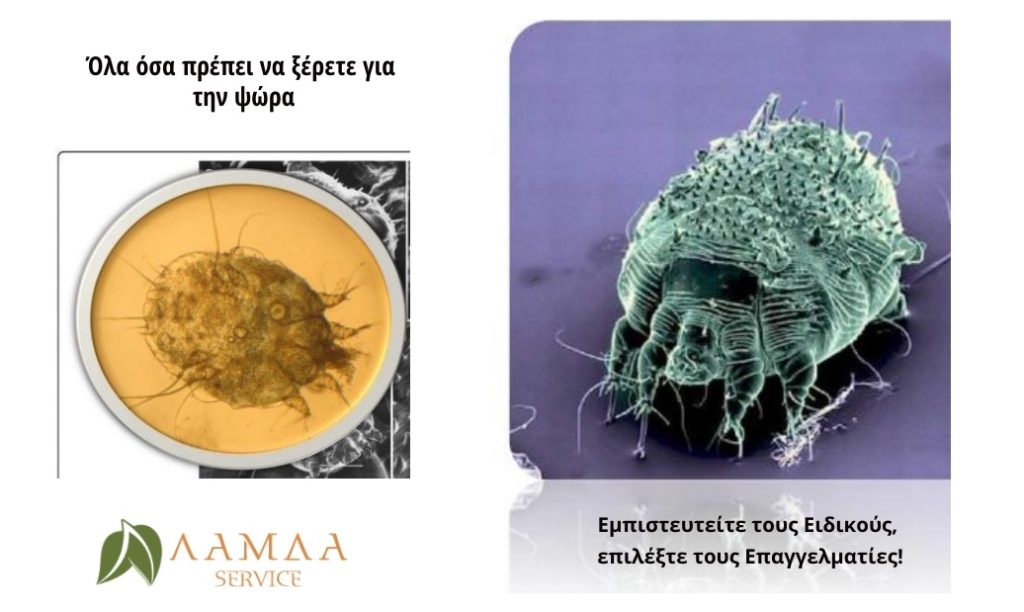 ψωρα Archives - LAMDA SERVICE | ΑΠΩΘΗΣΗ ΠΕΡΙΣΤΕΡΙΩΝ