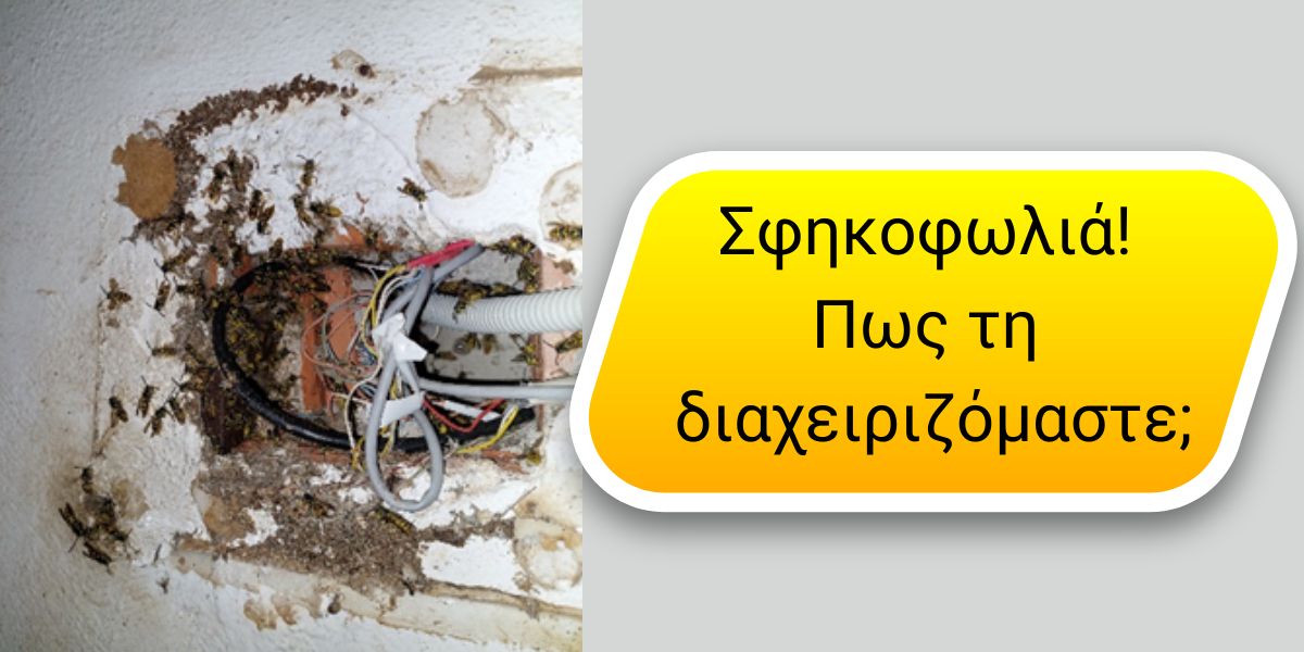 Σφηκοφωλιά! Πως τη διαχειριζόμαστε; - LAMDA SERVICE | ΑΠΩΘΗΣΗ ΠΕΡΙΣΤΕΡΙΩΝ